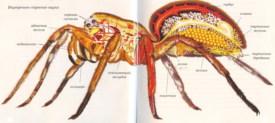 Spider Eye Anatomy 2504