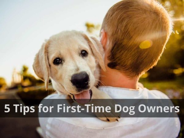5 Tips for First-Time Dog Owners