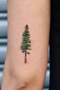 Evergreen Elegance: 40+ Pine Tree Tattoo Designs